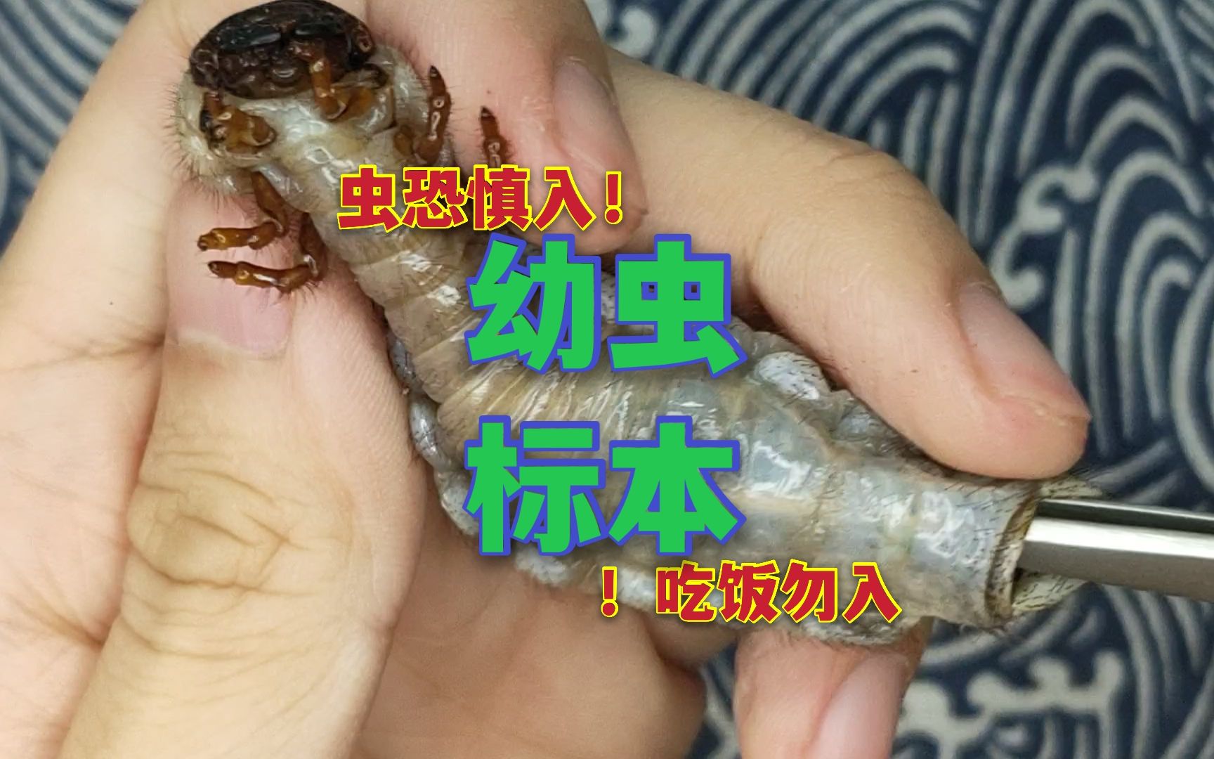 好奇心大满足!幼虫标本制作全过程