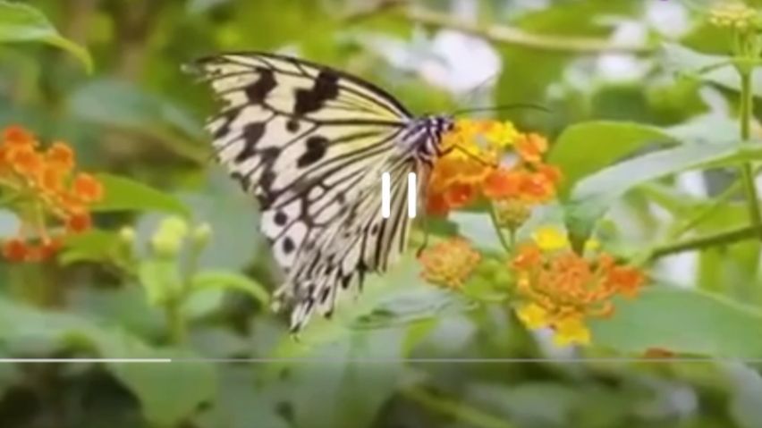 蝴蝶飞舞,美到极致!