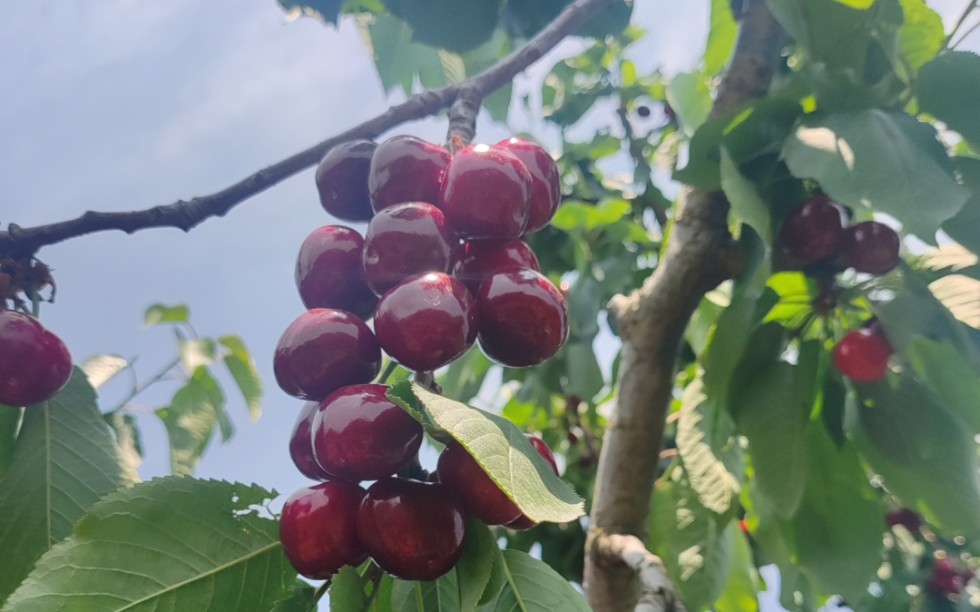 从萌芽到成熟,大樱桃全周期生长记录