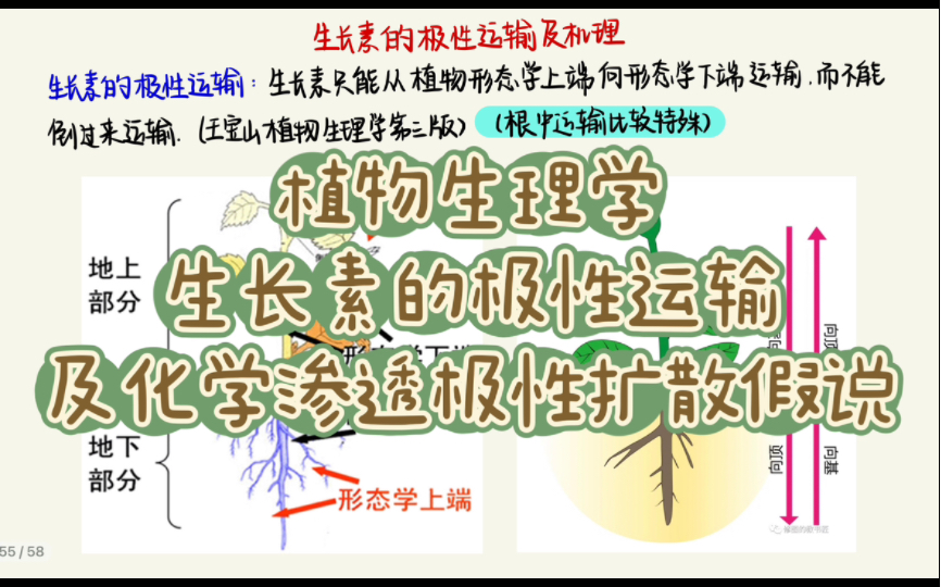 植物生理学-生长素的极性运输及化学渗透极性扩散假说