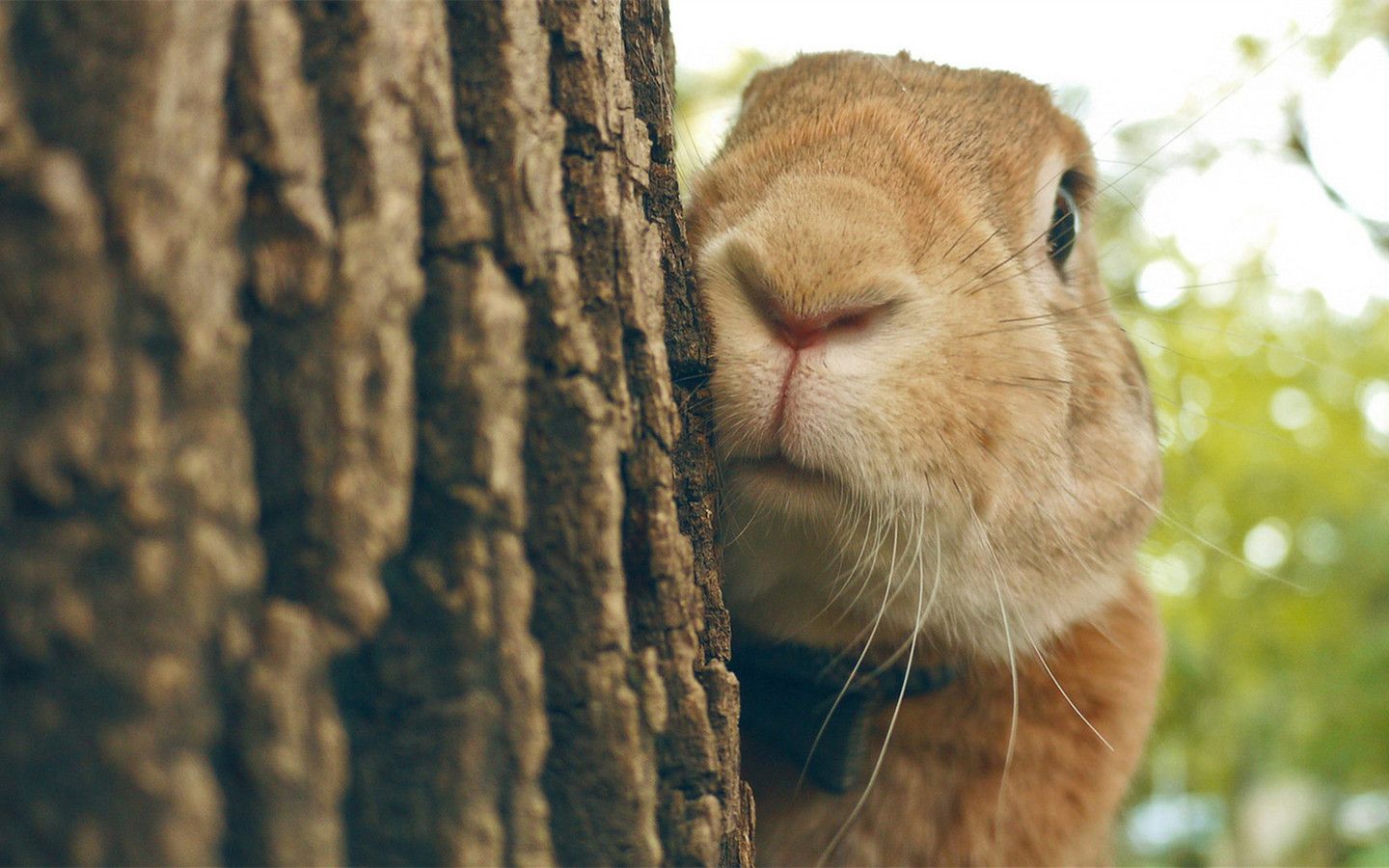 初级 经济 自用
