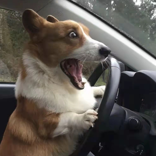 宇宙最美小短腿 