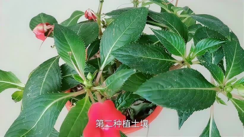 凤凰树种子如何培育