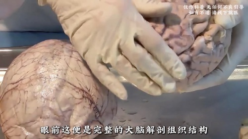 大脑你不知道的秘密它构造堪比量子计算机