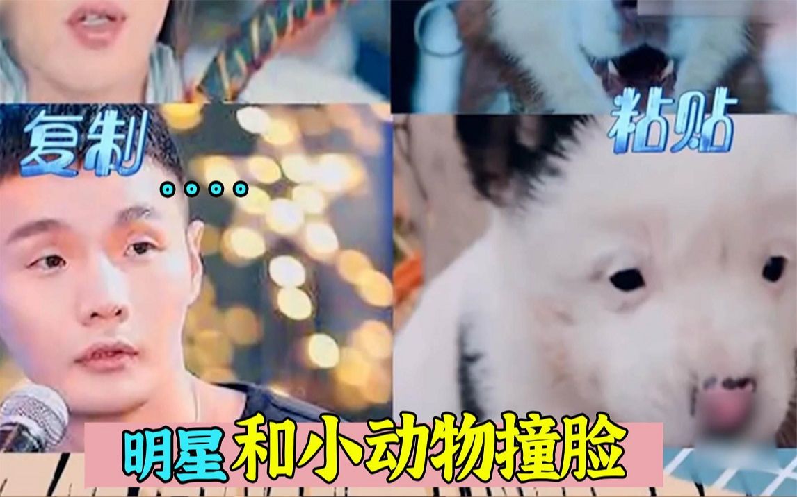 明星和小动物撞脸:李荣浩的撞脸绝了,撒贝宁模仿藏狐表情包