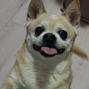 小博的恋爱史 