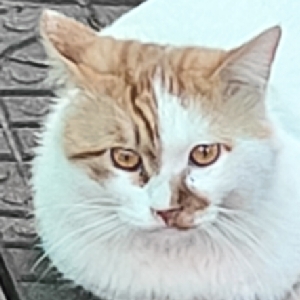 元小完 