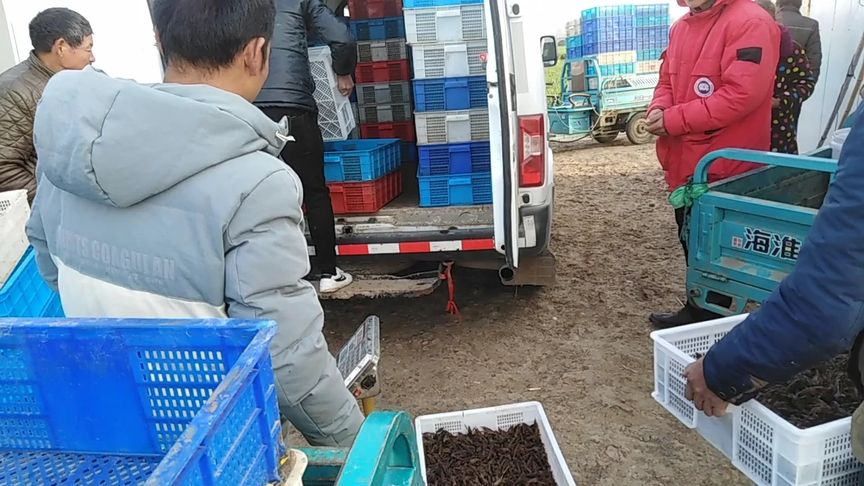本地暂无订单,养殖户每天一千多斤虾苗开始发往外地。