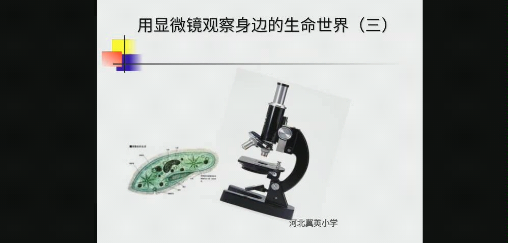 用显微镜观察身边的生命世界三
