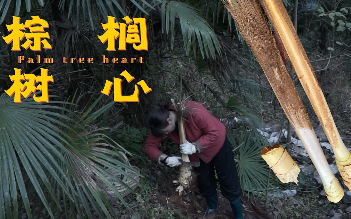 棕树还可以吃棕树心?不仅具有极高药用价值而且还很美味