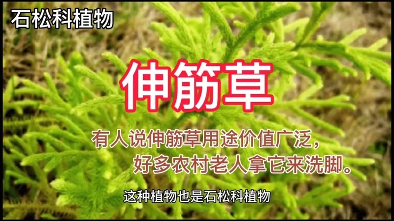石松科植物——伸筋草,农村老人用它洗脚,用途广泛!