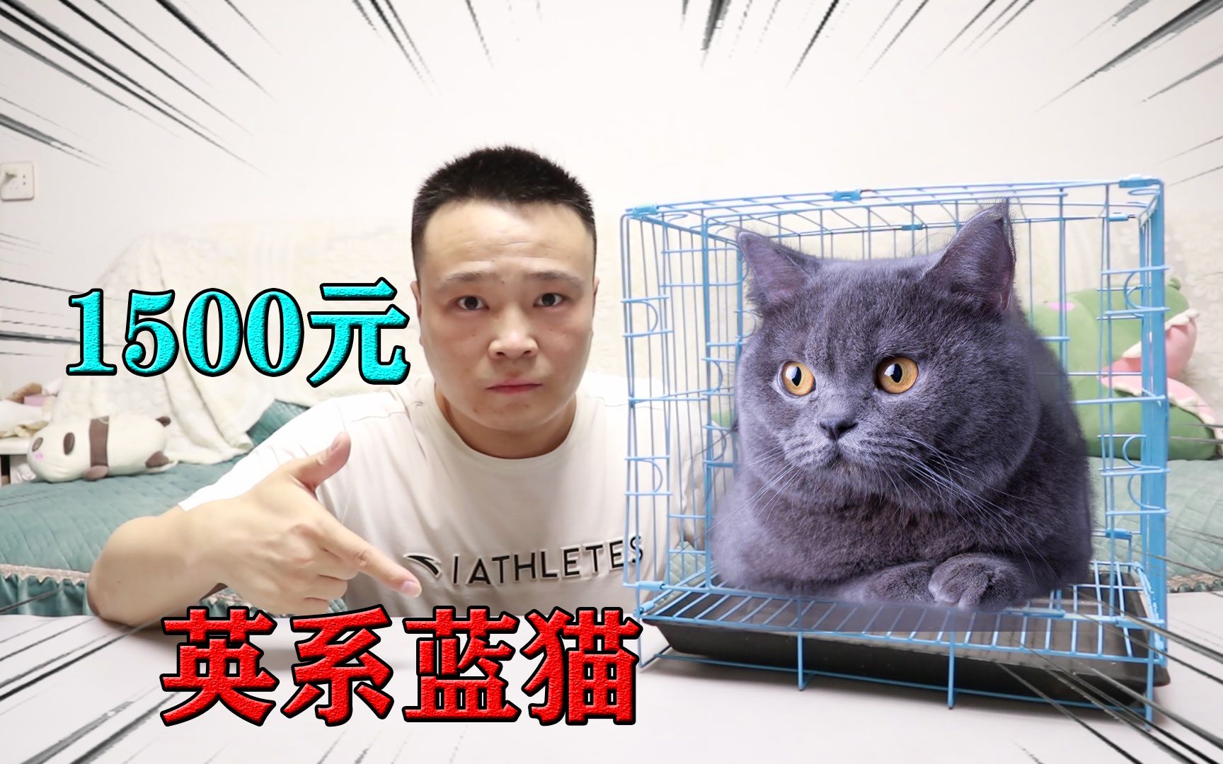 小浪哥开箱1500元宠物“英系蓝猫”圆脸蛋短粗腿,超惹人爱!