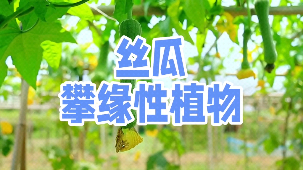植物百科丝瓜的强大根系与攀爬生长:如何搭建支架