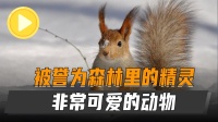 被誉为森林里的精灵,非常可爱的动物,松鼠有着怎样的生存习性