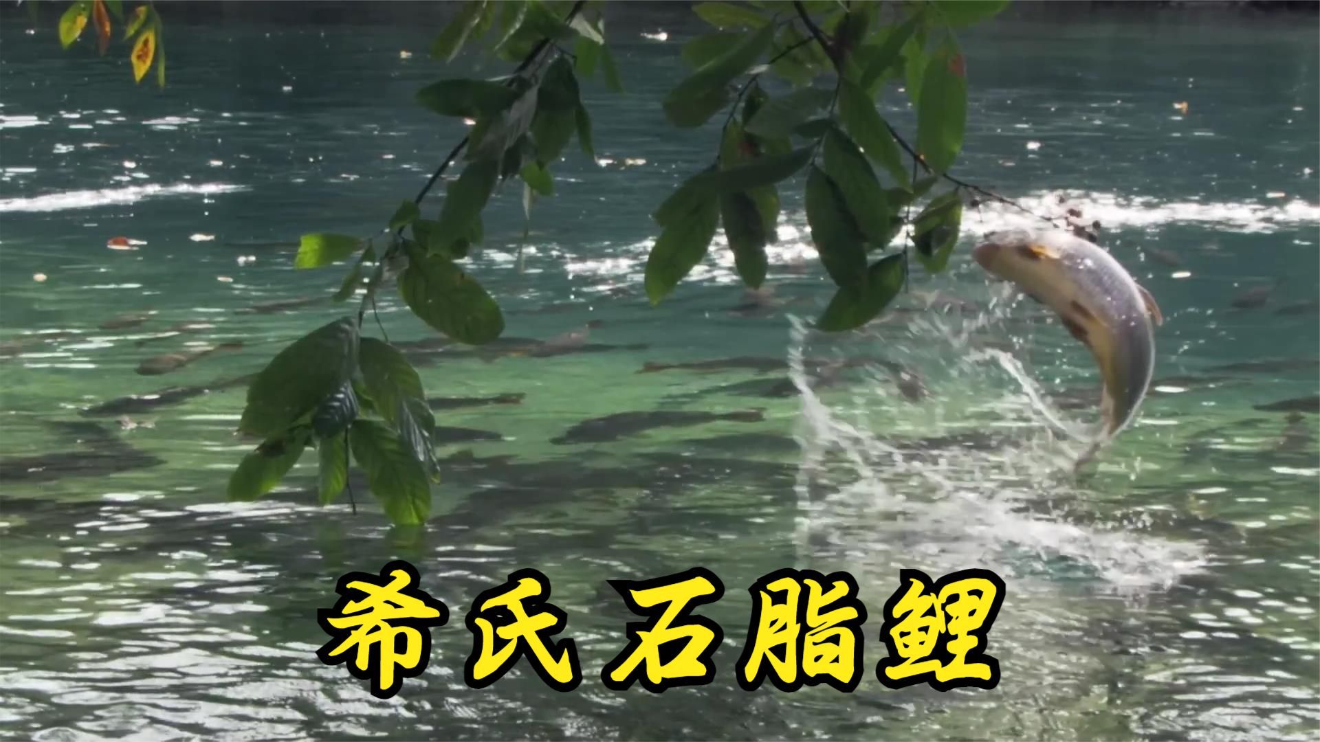 希氏石脂鲤,跃出水面吞食果实,是河岸森林重要的种子传播者