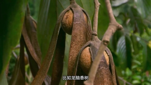 植物妈妈如何借助风力传播种子