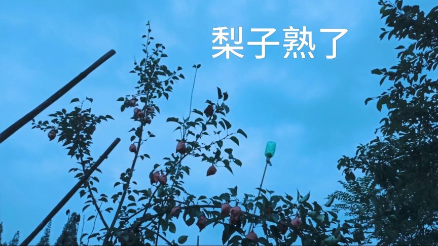 秋来,梨子熟了,果树下的鸭儿也长大了