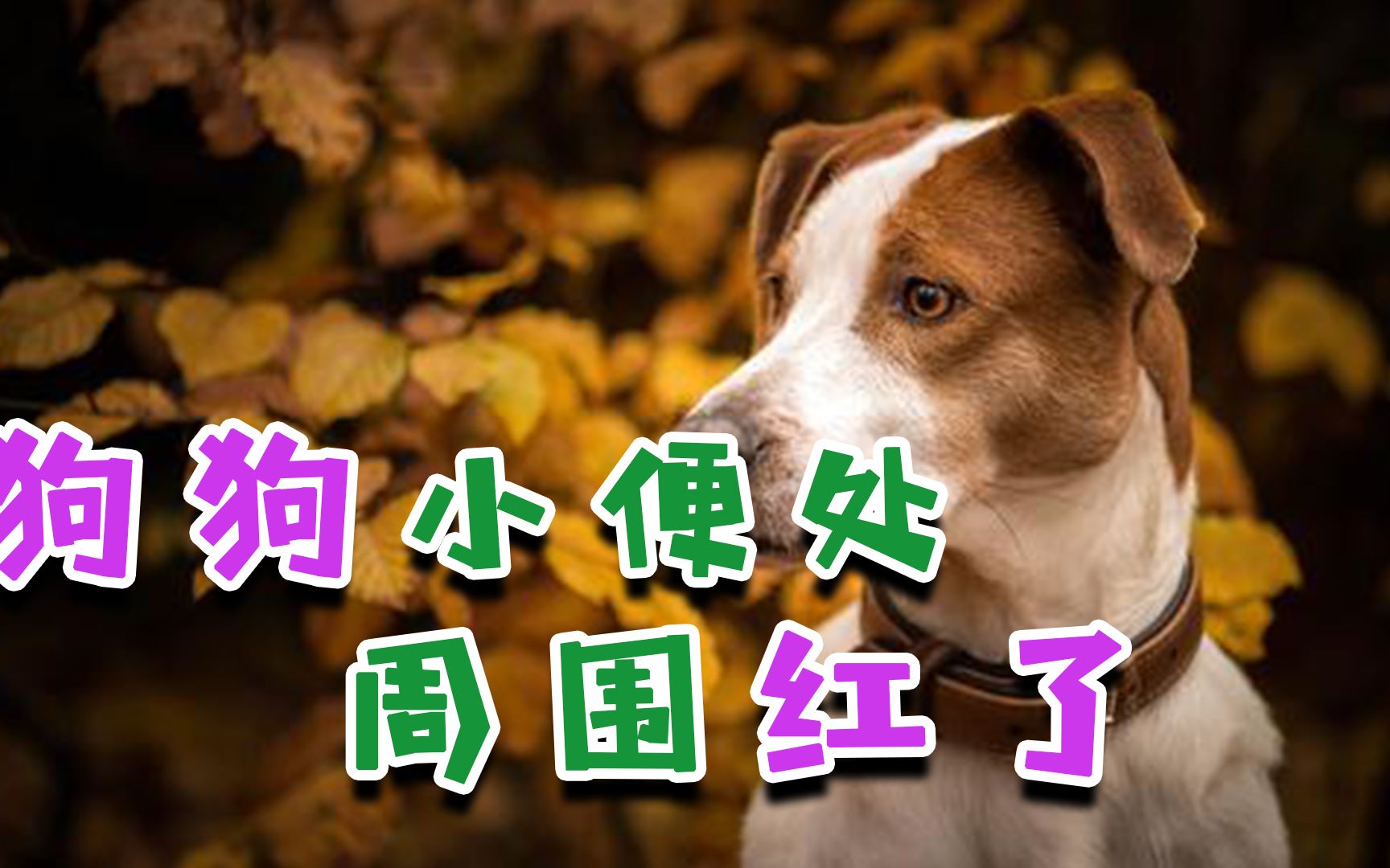 狗狗小便处周围红了