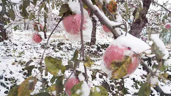 果树遭遇倒春寒冻害,果农该怎么补救?这4个方法可以试试