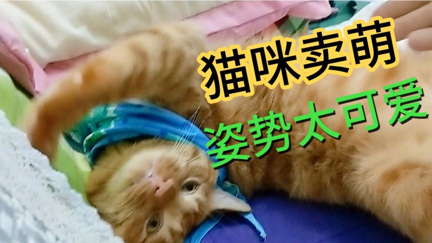 猫咪喜欢撒娇卖萌,姿势太可爱,还犯瞌睡,砸吧嘴也太可爱了。