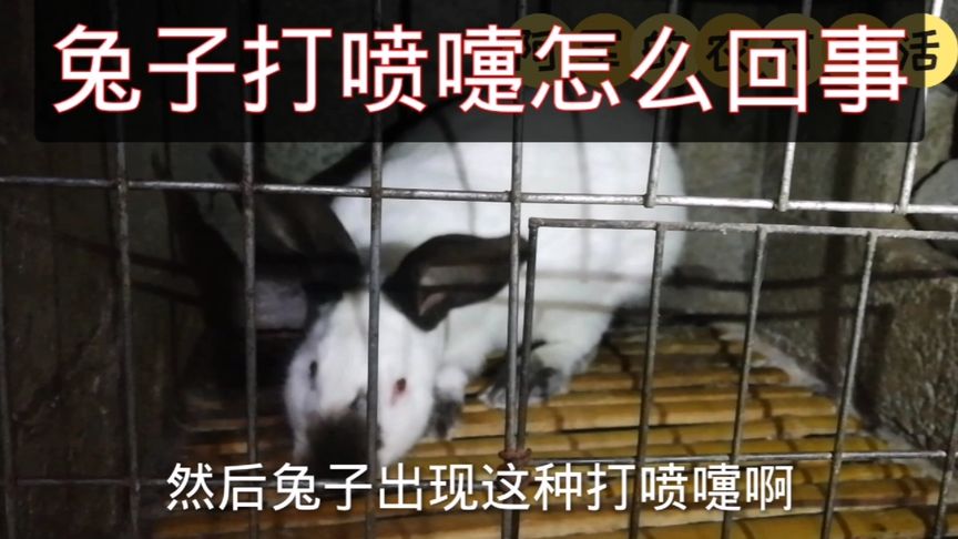 家兔出现打喷嚏,是怎么原因?不要盲目去给兔子治疗