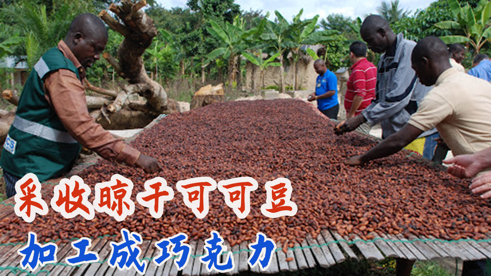 加纳农民手工采收可可豆,晾晒麻袋集装运往欧洲做巧克力!