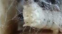 辛苦了一个月,蚕宝宝终于结茧,蚕丝被不远了