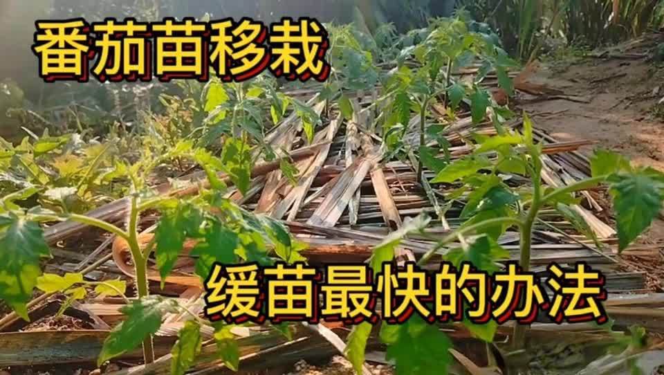 来移栽番茄苗,这样子移栽苗子一种就活