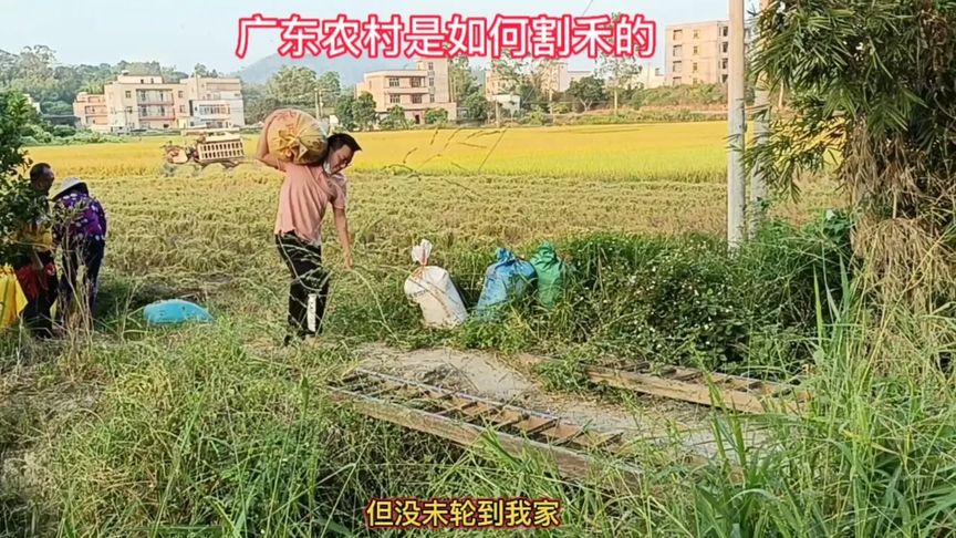 广东农村如何收割水稻,收获的季节,疫情下的村民开始忙碌啦!