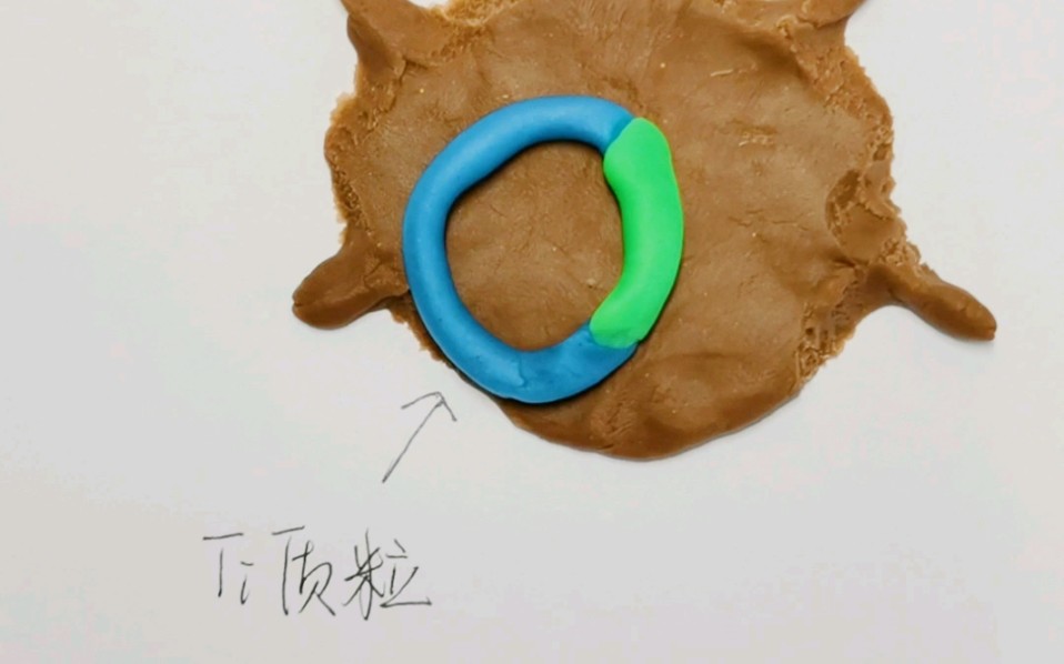 一分钟学明白农杆菌转化法