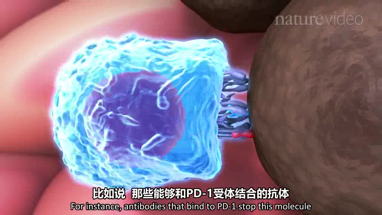 【微观系列】看免疫系统是如何攻击肿瘤/癌症细胞的