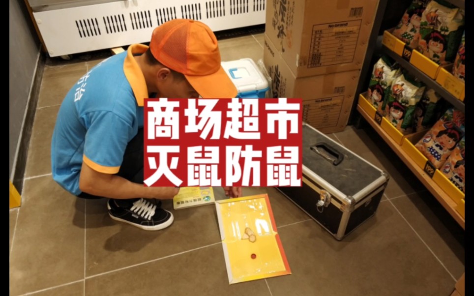 ...怎么办?室内灭老鼠最有效的方法与方案,中山顺德上门灭鼠服务电话