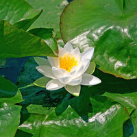 花都少侠