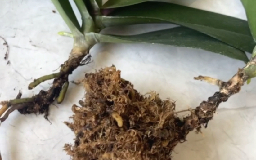 蝴蝶兰茎部木质化的原因是什么?