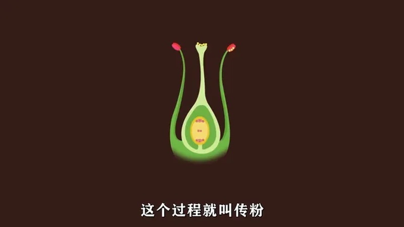 科学开花植物的有性生殖:传粉和受精,果实和种子的形成