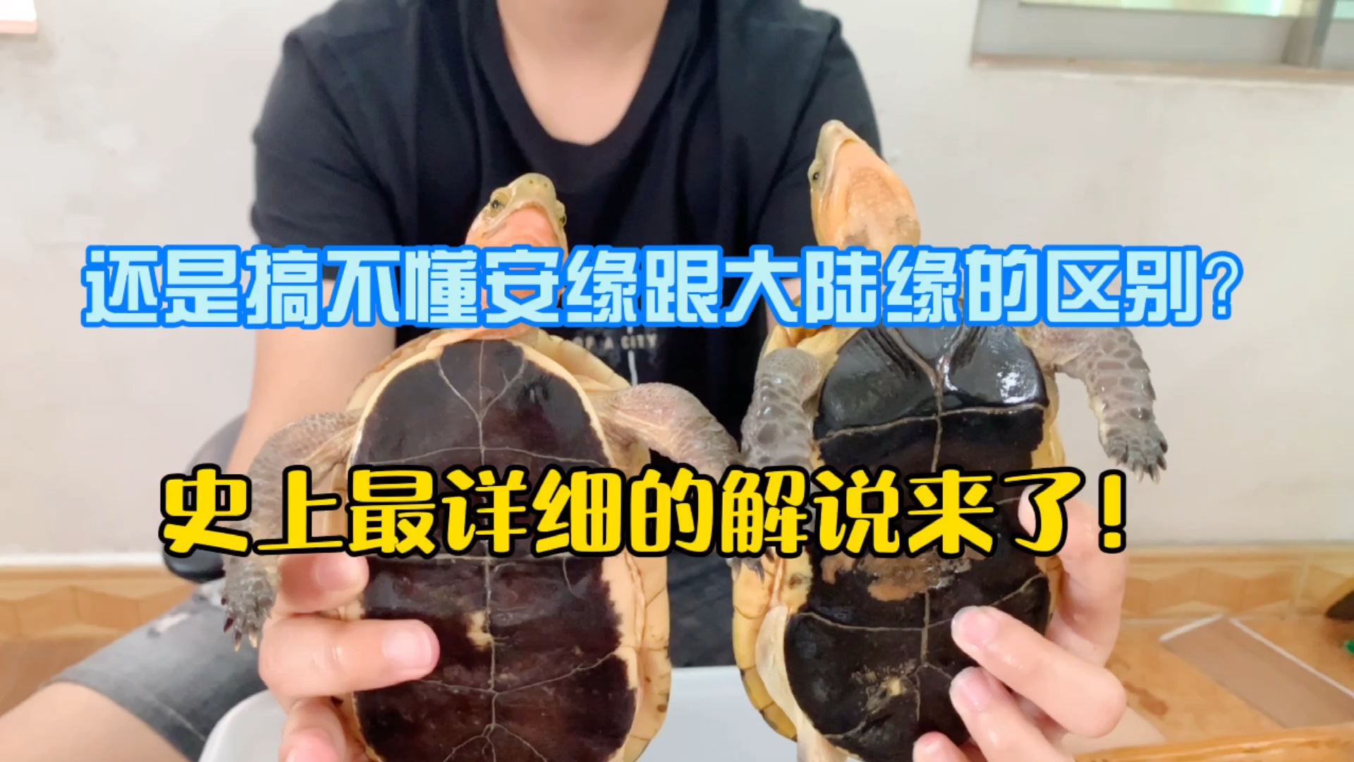 安缘跟大陆缘还是不会区分?史上最详细易懂