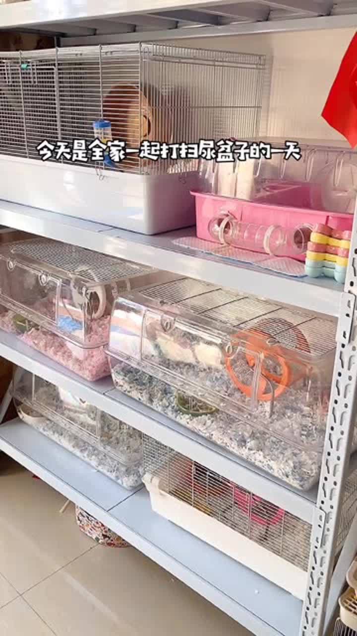 金丝熊 仓鼠 打扫厕所也是一件很享受的事情