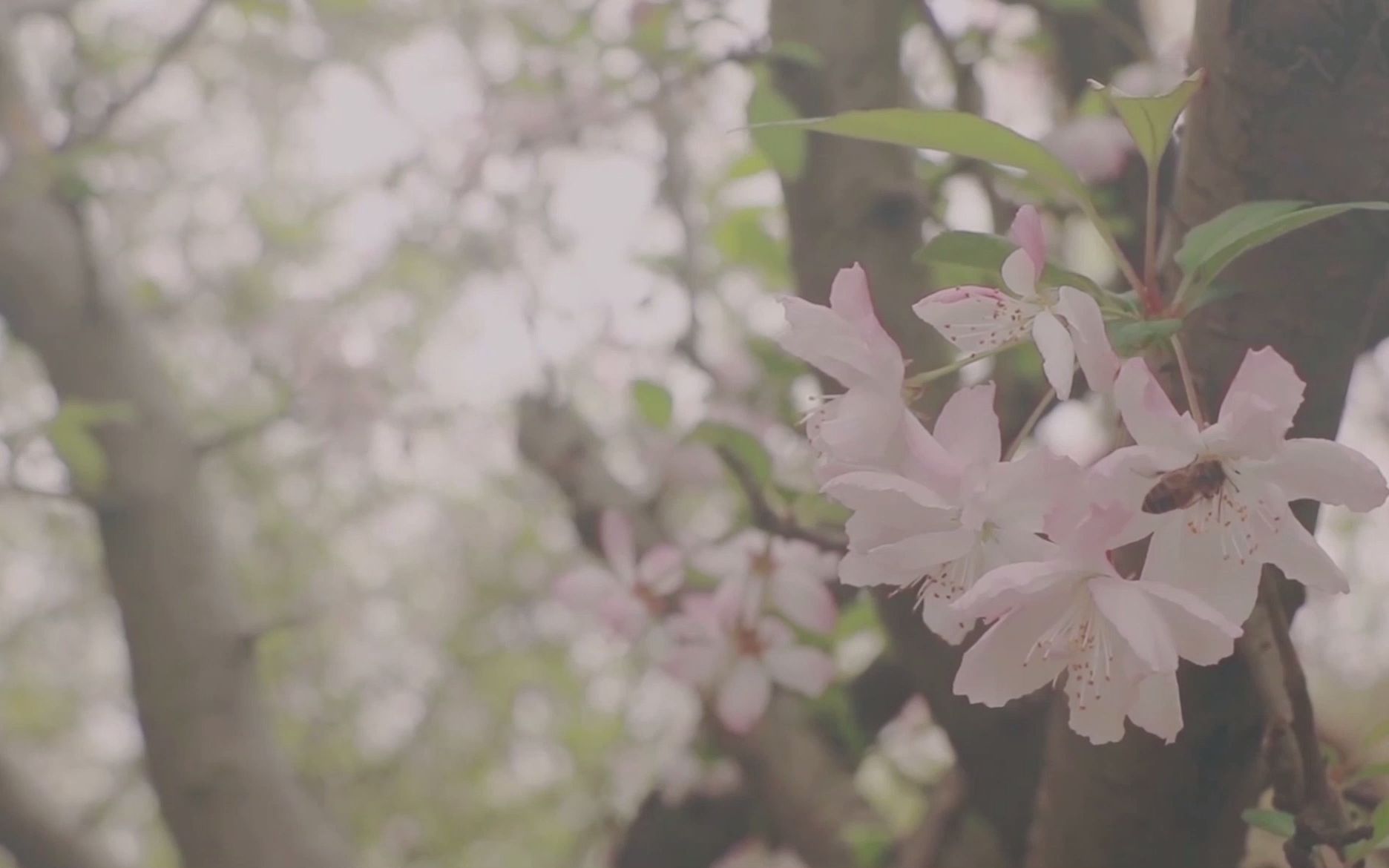 宋趣——南宋文人雅趣生活可视化设计