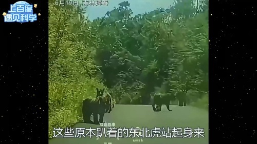 动物科学,父子自驾途中偶遇四只拦路虎,遇到这样的情况