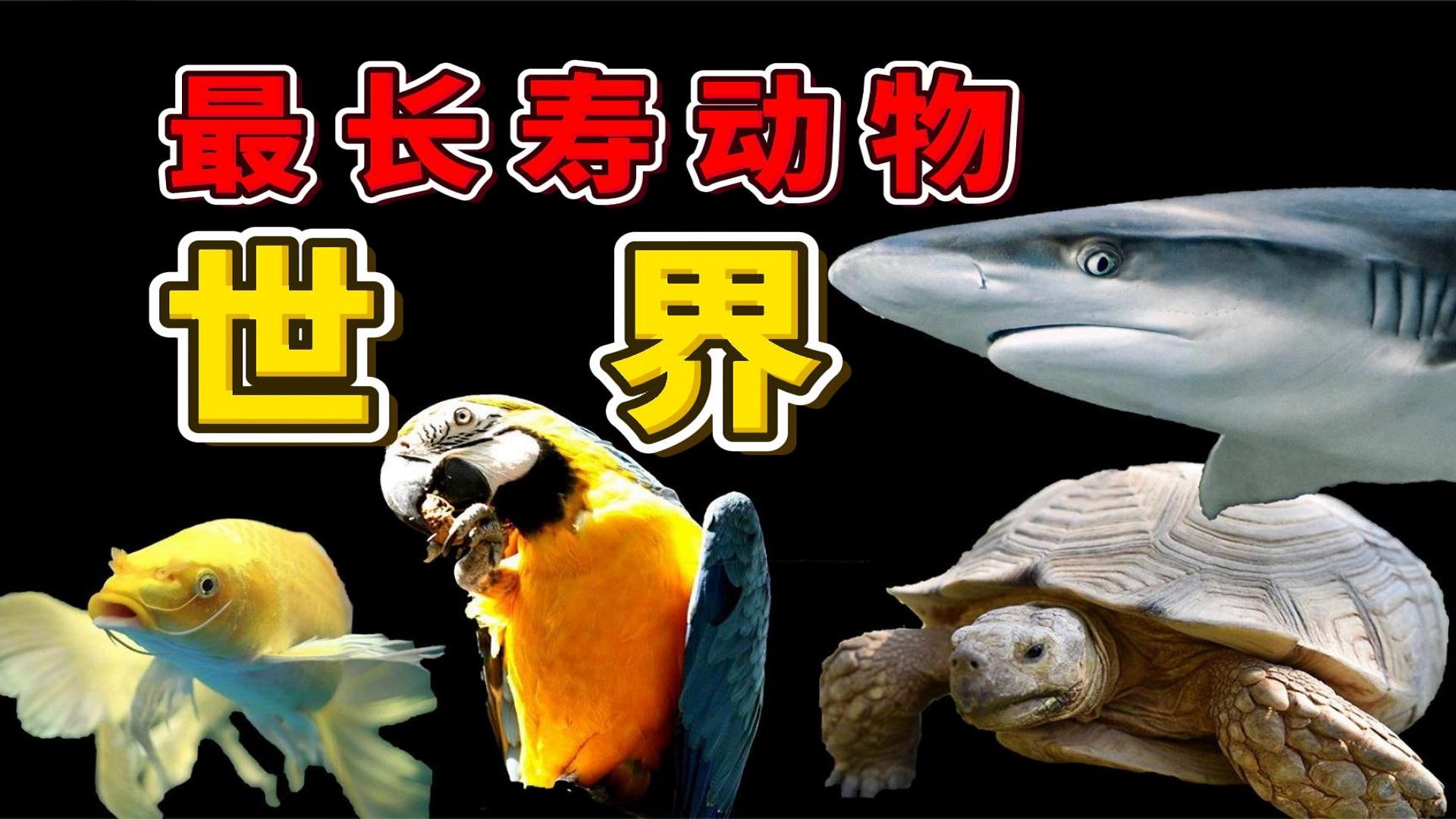 全世界寿命最长的十种动物,第一个寿命超过10万岁,真是与天同寿_世界...