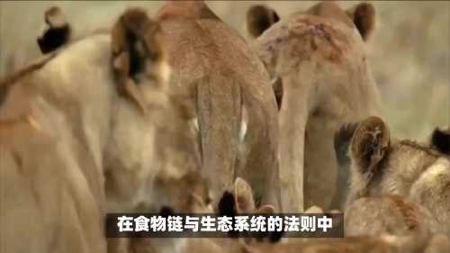 小小生物的逆袭:生态系统的奇妙平衡大揭秘