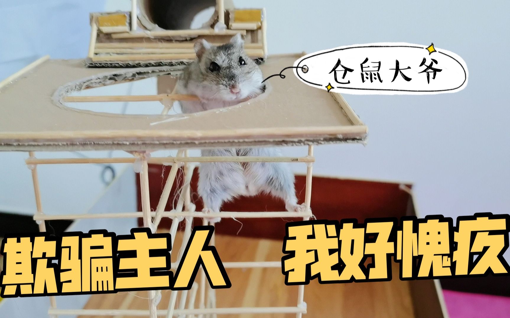 仓鼠大爷欺骗了主人,面对主人的疼爱,内心很愧疚