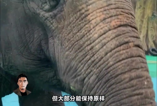 大象便便有啥魔力,让妹子等着接