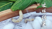 蚕的一生:30天记录蚕成长到吐丝结茧全过程,然后破茧成蝶!