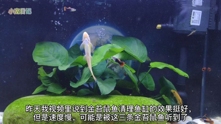 金苔鼠鱼到家第二天就把鱼缸清理的非常干净,除藻效果非常好。