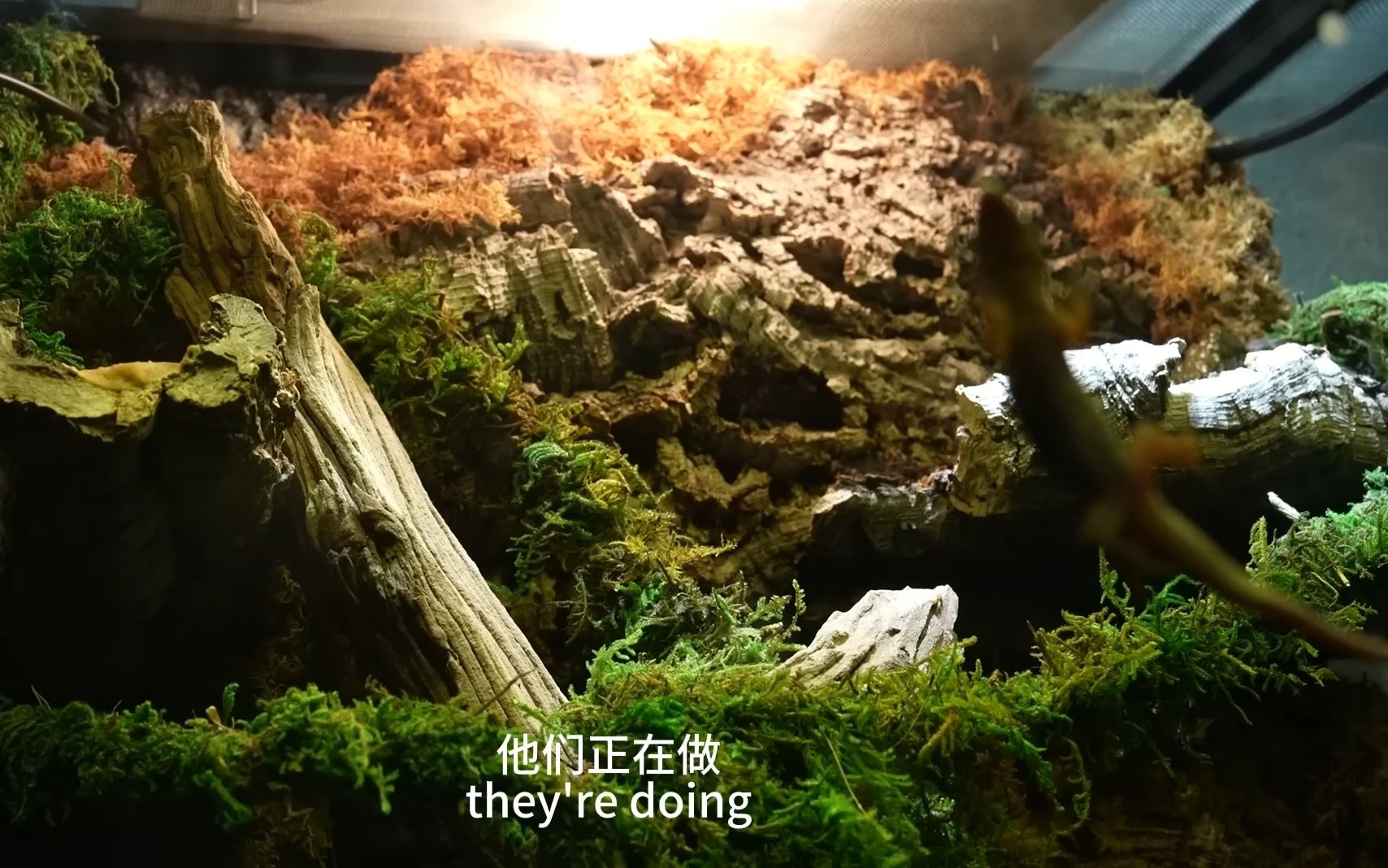 30天制作一个微型生态系统