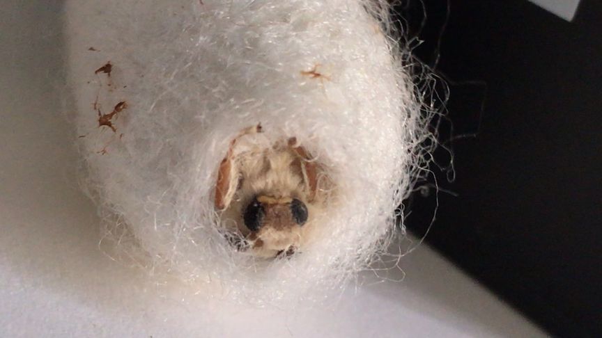 看蚕蛾破茧成蝶的全过程