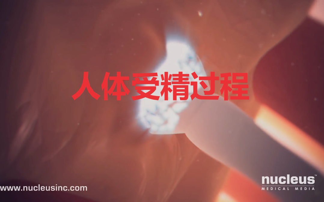 【医学科普视频】:人体受精过程