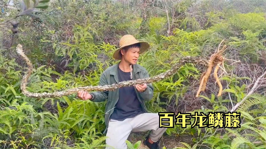 “龙鳞藤”,又叫“两面针”,它有什么用途?你知道吗?