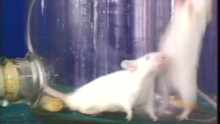 硫化氢的毒性:小白鼠被毒死